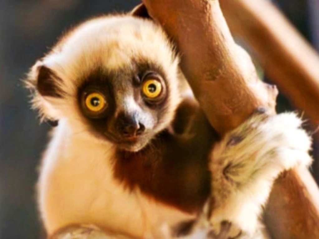 Raro filhote de lêmure nasce em zoológico; entenda a importância ...